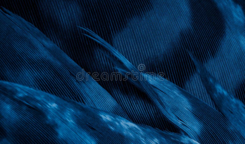 Blue Hawk Feathers with Visible Detail. Background or Texture Stock ...