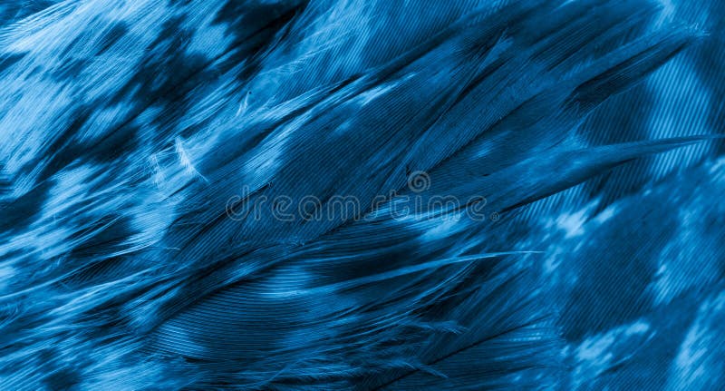Blue Hawk Feathers with Visible Detail. Background or Texture Stock ...