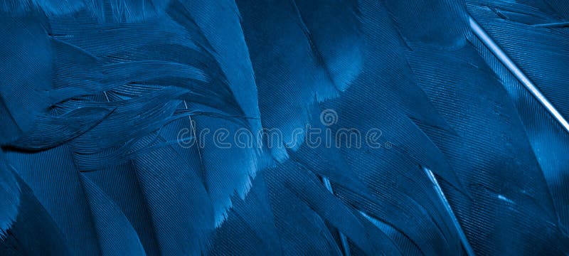 Blue Hawk Feathers with Visible Detail. Background or Texture Stock ...