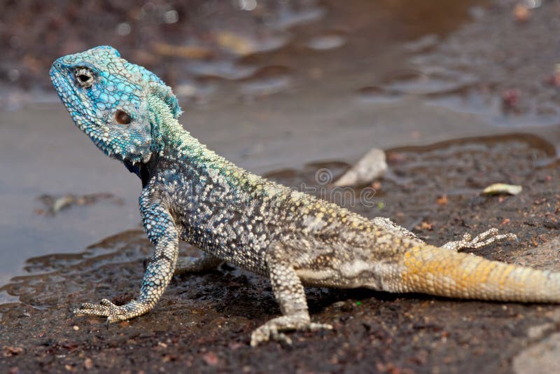 Blue Agama Lizard African Portfolio Zuid Tanzania Explorer | Ingrid