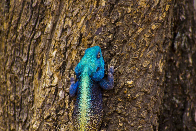 Blue head agama lizard stock photo. Image of serengeti - 62795614