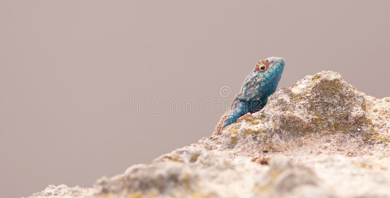 Head of blue headed lizard stock image. Image of agama - 29367445