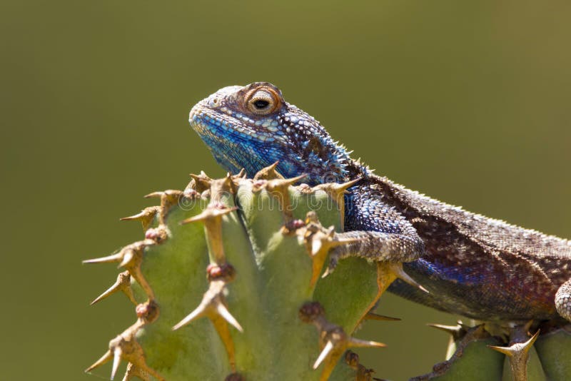 Blue head lizard cactus stock photo. Image of animal - 60304694