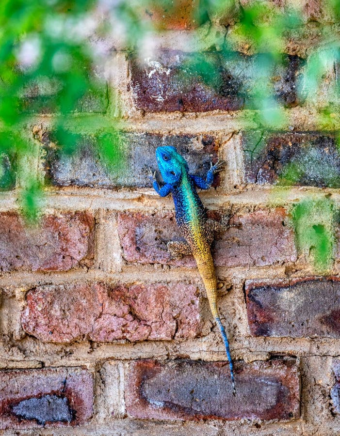 Blue Head Agama lizard stock image. Image of bright, lizard - 11382813