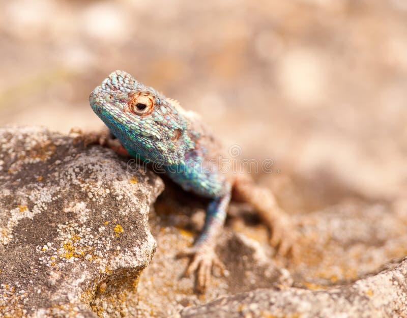 Head of blue headed lizard stock image. Image of agama - 29367445