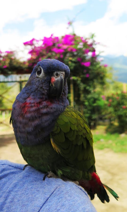 Blue Head Parrot Standing on Shoulder Stock Image - Image of birds ...