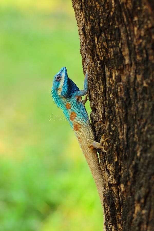 Blue head tree lizard stock photo. Image of predatory - 37173864
