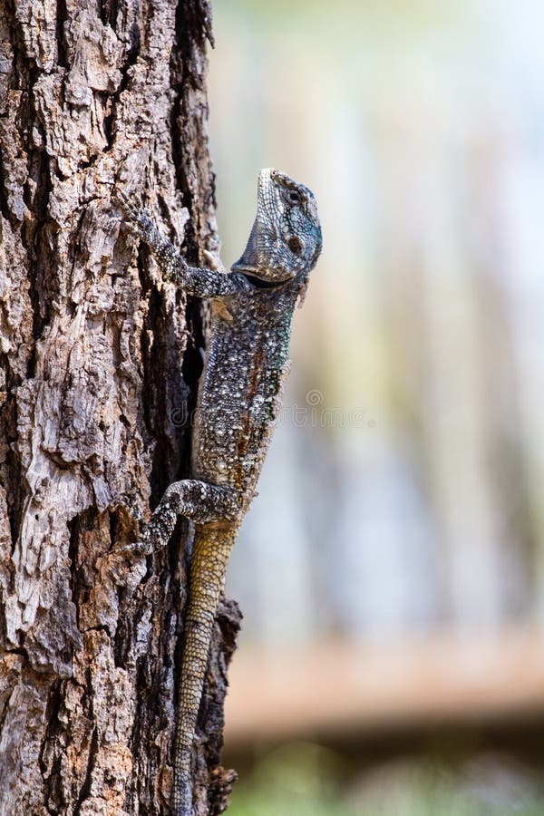 377 Blue Headed Agama Lizard Stock Photos - Free & Royalty-Free Stock ...