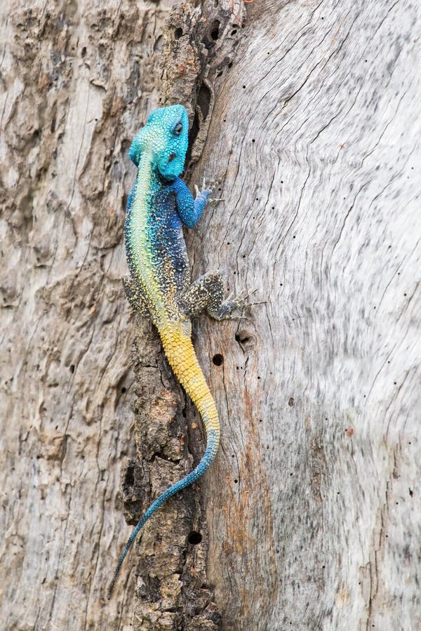 377 Blue Headed Agama Lizard Stock Photos - Free & Royalty-Free Stock ...