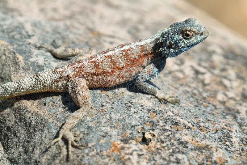 375 Blue Headed Agama Lizard Stock Photos - Free & Royalty-Free Stock ...