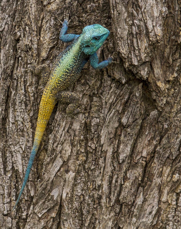 377 Blue Headed Agama Lizard Stock Photos - Free & Royalty-Free Stock ...