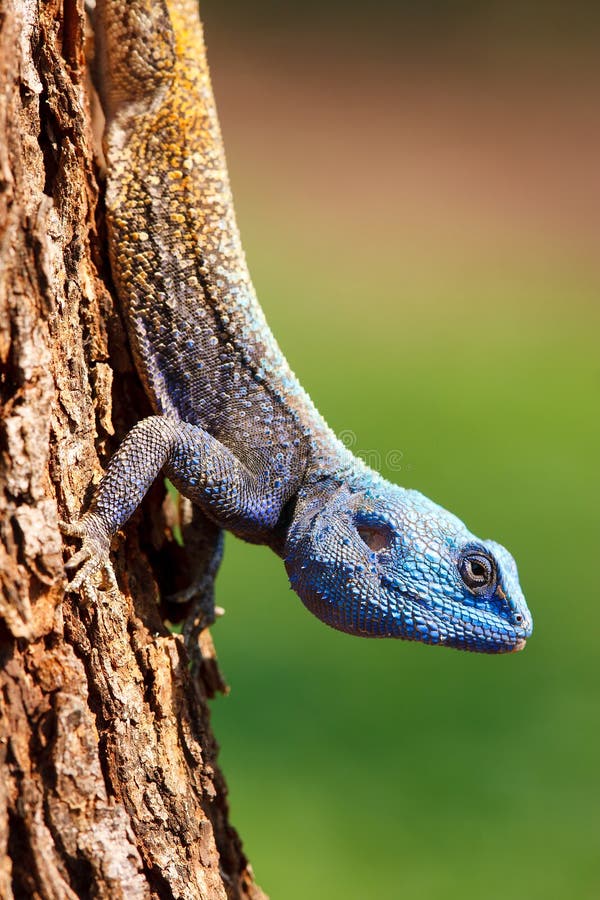 Blue Headed Lizard stock photo. Image of colours, tree - 17844796