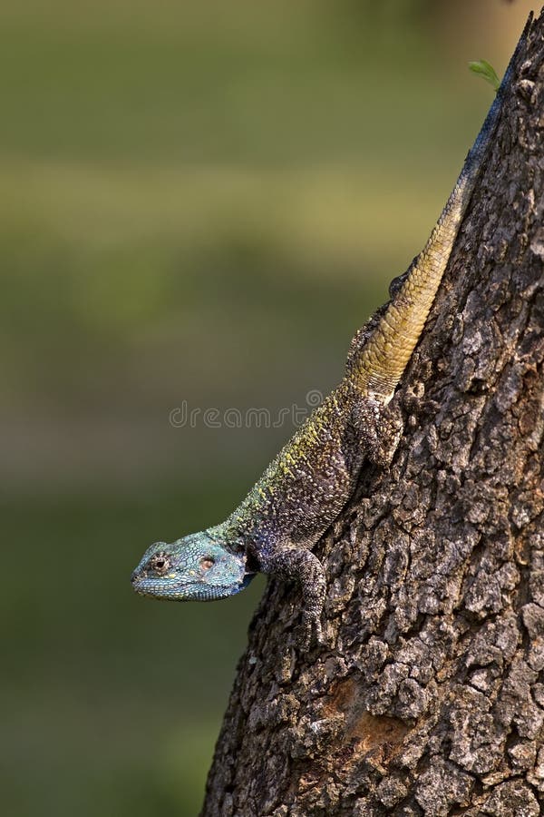 250 Blue Headed Lizard Tree Stock Photos - Free & Royalty-Free Stock ...