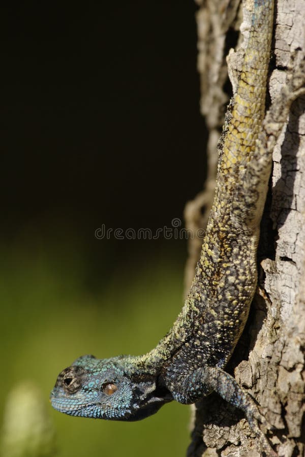 Blue headed lizard stock image. Image of scale, single - 7587817