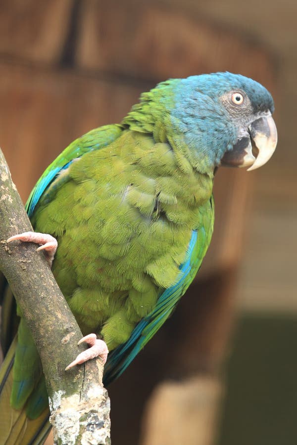 Blue headed macaw stock photo. Image of animal, blue - 24398354