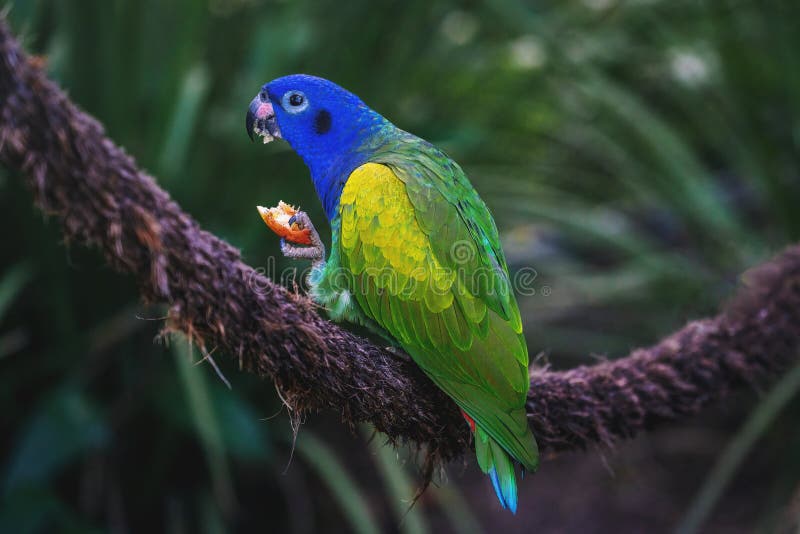 Blue-headed Parrot Eating Fruit Stock Image - Image of feather, headed ...