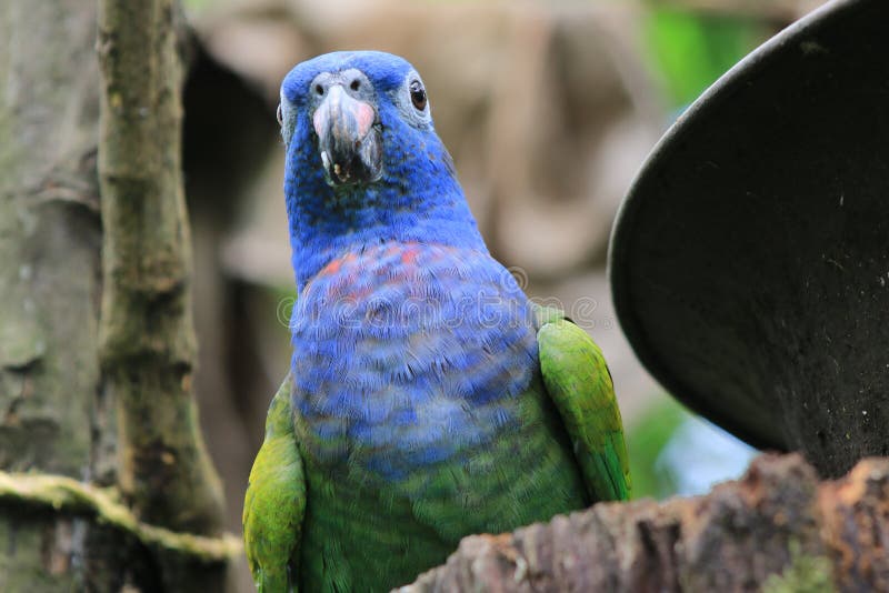 A Blue Headed Parrot Looking Curiously at the Camera Stock Image ...