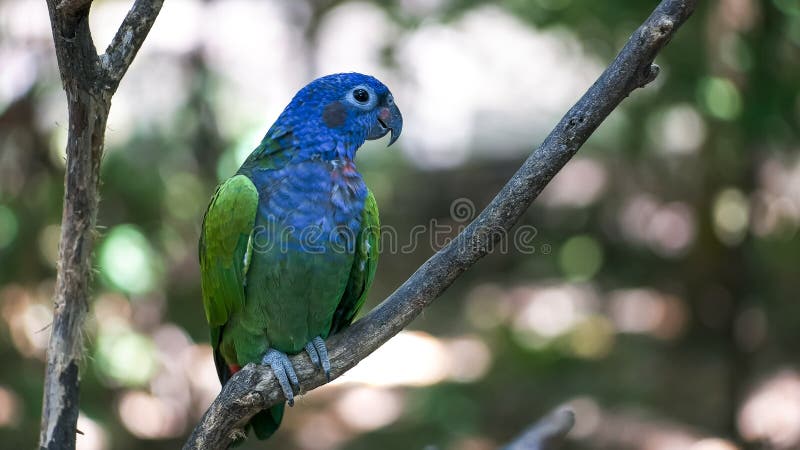 A Blue-headed Parrot in a Park in Ecuador Stock Photo - Image of amazon ...
