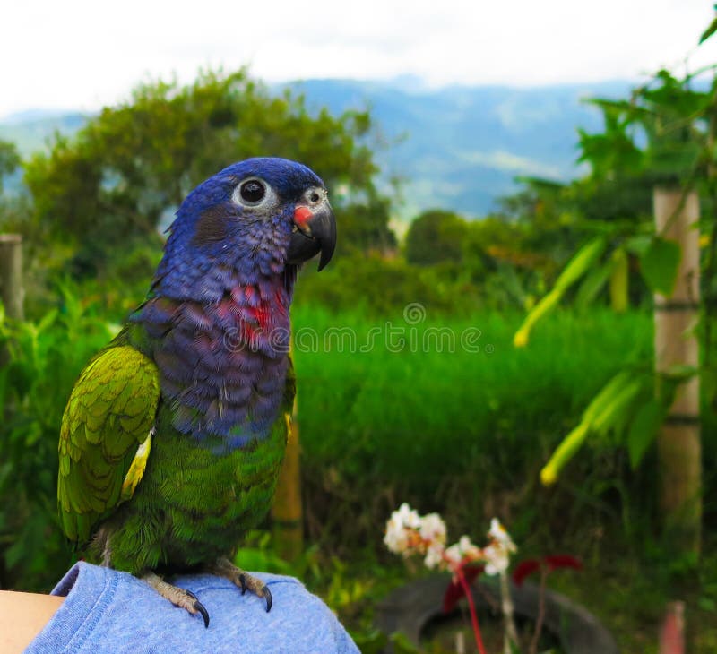 Blue-headed Parrot Standing in a Field Spring Stock Image - Image of ...