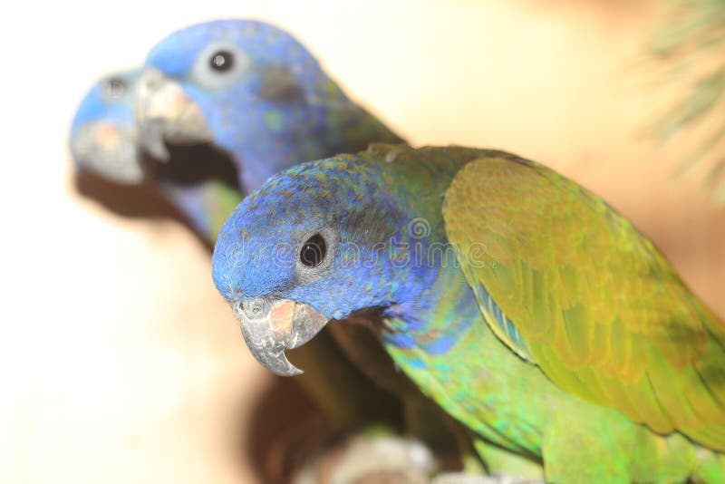 Blue-headed parrot stock photo. Image of south, headed - 103147154