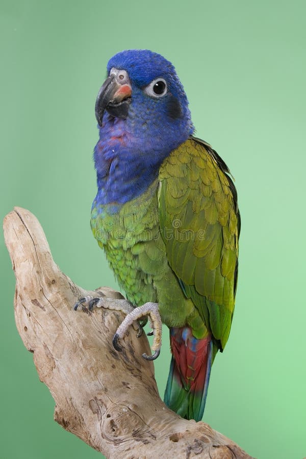 Blue Headed Pionus stock photo. Image of lbue, background - 48757836