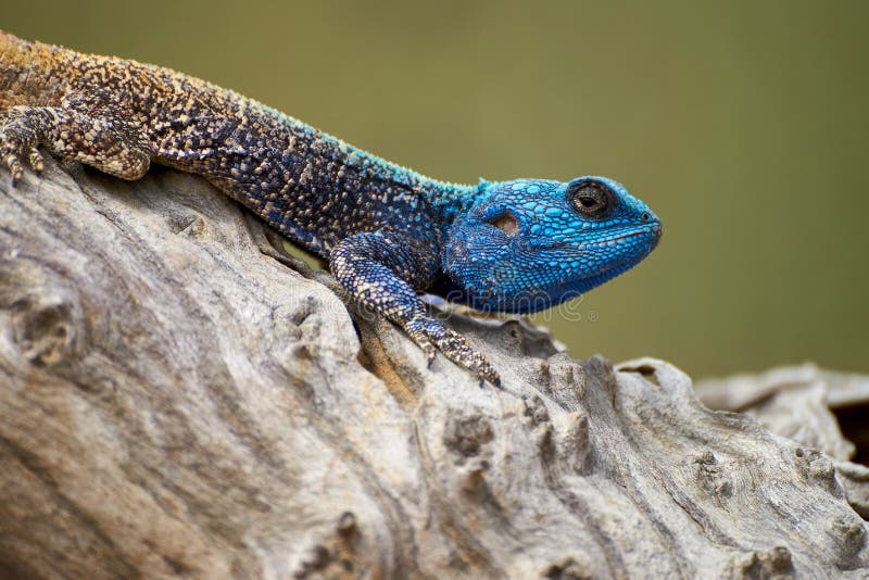 Blue-headed Tree Agama stock image. Image of close, desert - 160847409