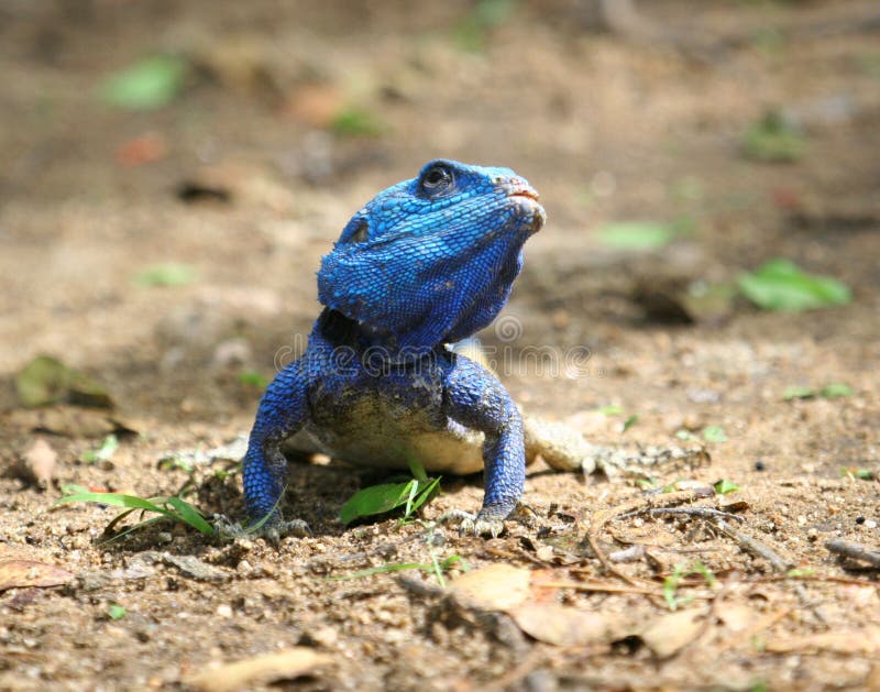 341 Blue Headed Agama Lizard Stock Photos - Free & Royalty-Free Stock ...