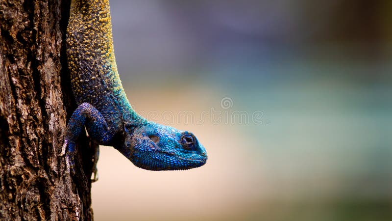 341 Blue Headed Agama Lizard Stock Photos - Free & Royalty-Free Stock ...