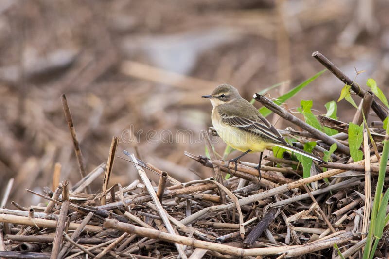 Juvenile Blue Headed Wagtail Stock Photos - Free & Royalty-Free Stock ...