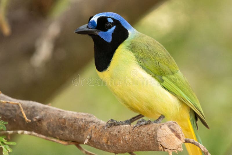 Blue-headed, Yellow Inca Jay Bird (Cyanocorax Yncas) Looking Aside ...