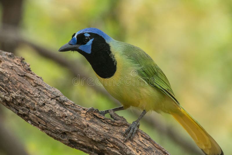 Blue-headed, Yellow Inca Jay Bird (Cyanocorax Yncas) Resting on a ...