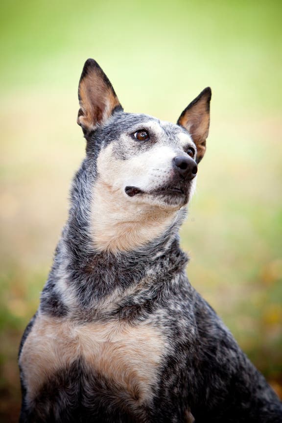 Blue Healer Dog in a Park stock photo. Image of park - 75668578