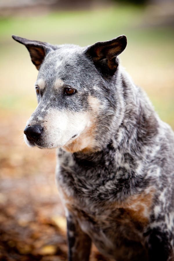 Blue Healer Dog in a Park stock photo. Image of canine - 75668652