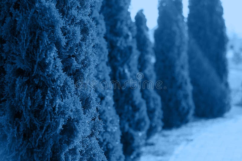 Blue Hedge of Thuja Trees As Background Stock Image - Image of macro ...