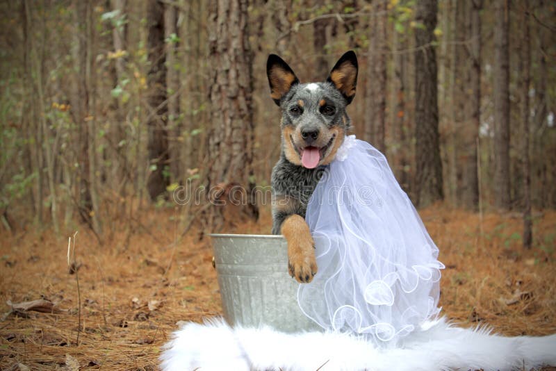 Blue Heeler bride dog stock image. Image of posing, heeler - 268304569