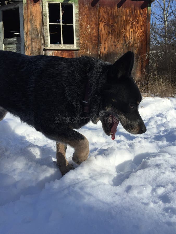 Blue heeler stock image. Image of heeler, blue, dogs - 86134057