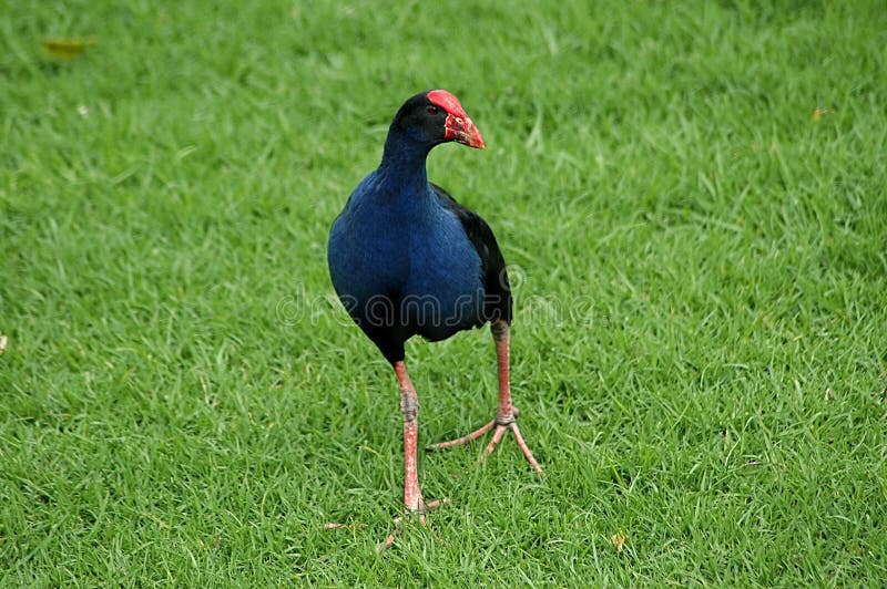 Blue Hen stock image. Image of beak, moor, wetlands, pukeko - 248313