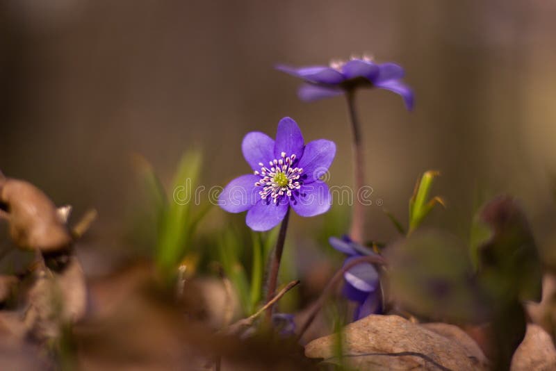 Blue hepatica stock image. Image of april, liverwort - 137925847