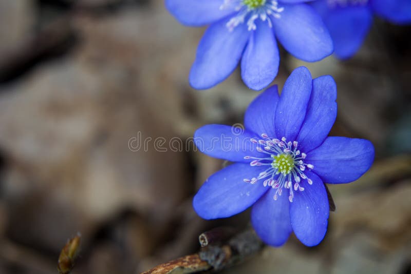 Blue Hepatica Flower - Close Up Stock Image - Image of blue, closeup ...