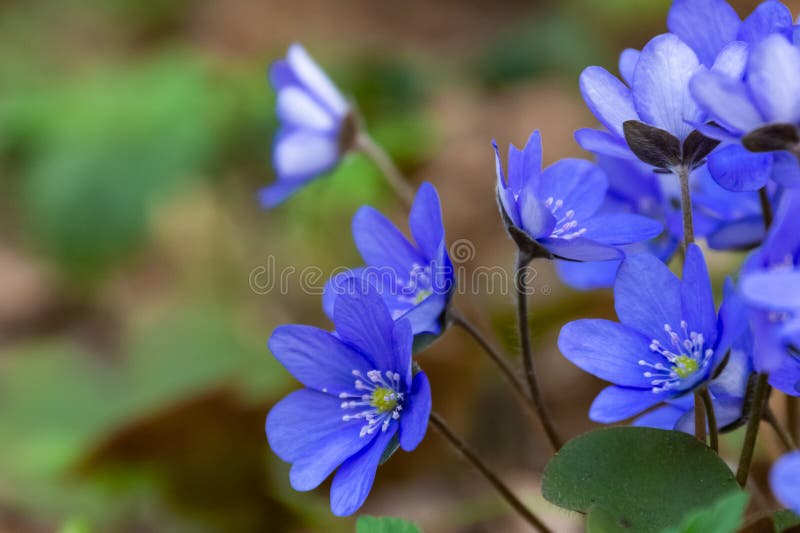 Blue Hepatica Flower in Forest Stock Image - Image of flower, green ...