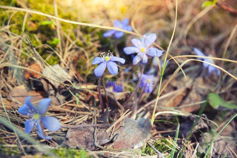 Blue Hepatica Flowers in the Forest, Spring Time Stock Photo - Image of ...