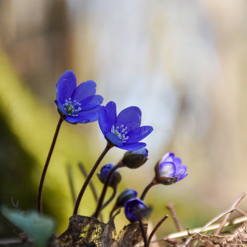 Blue Hepatica Flowers Just Started To Bloom Stock Photo - Image of ...