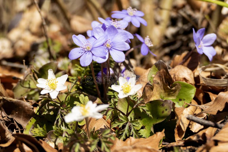 Blue Hepatica in the Forest Stock Image - Image of hepatica, detail ...