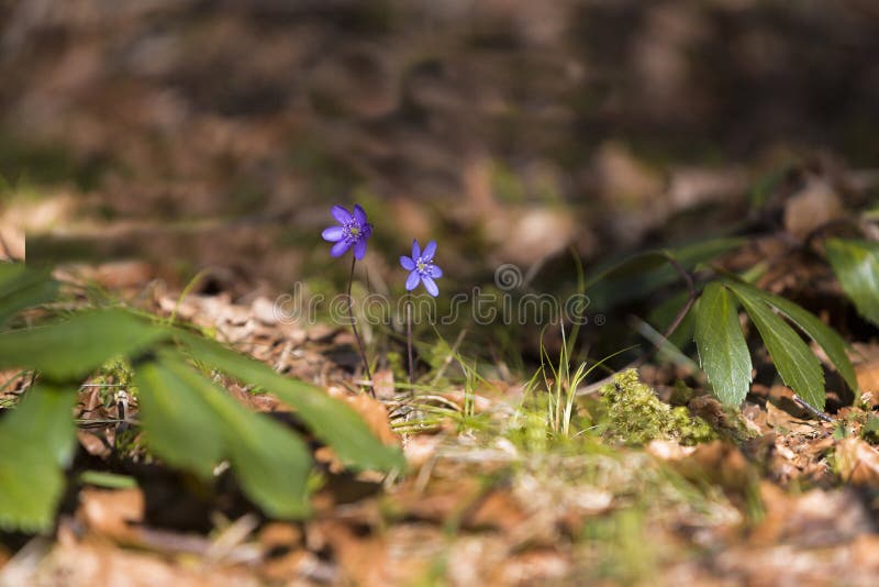Blue Hepatica in the Forest Stock Photo - Image of detail, fragile ...