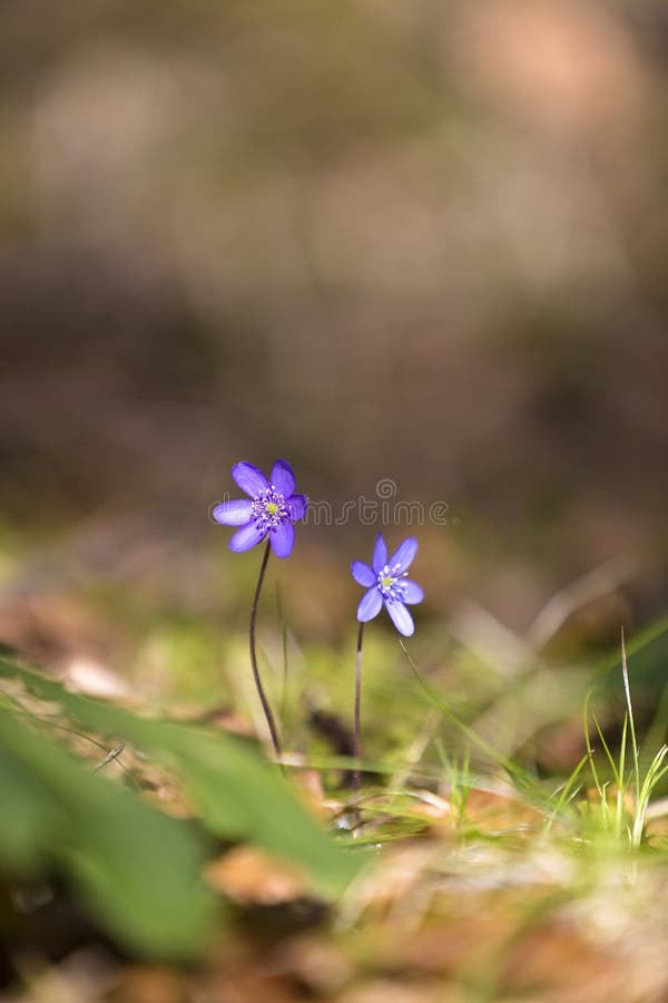 Blue Hepatica in the Forest Stock Image - Image of season, nobilis ...