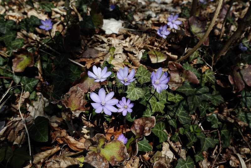 Blue Hepatica Anemone Hepatica, Hepatica Nobilis Stock Image - Image of ...