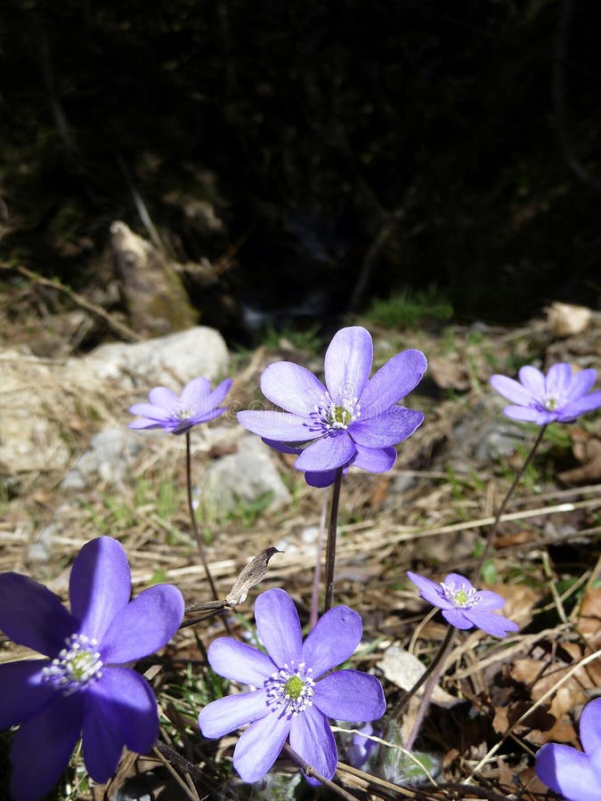 Blue Hepatica Growing in the Forest Stock Image - Image of blossom ...