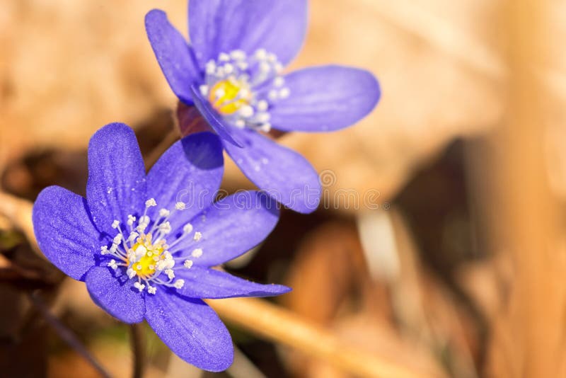 Blue Hepatica Nobilis Flowers in Spring Nature with Evergreen ...