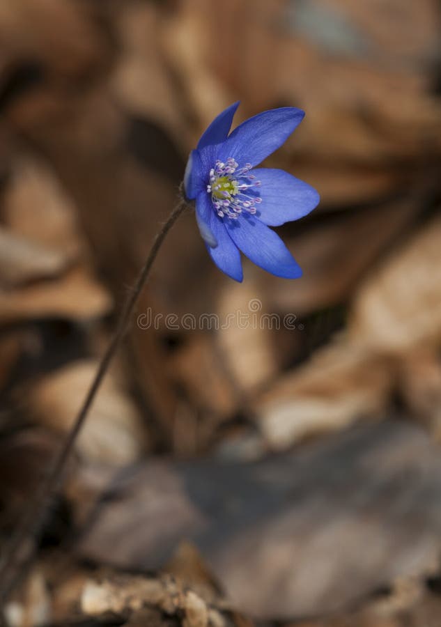 Blue hepatica stock photo. Image of blossom, bloom, hepatica - 51659448