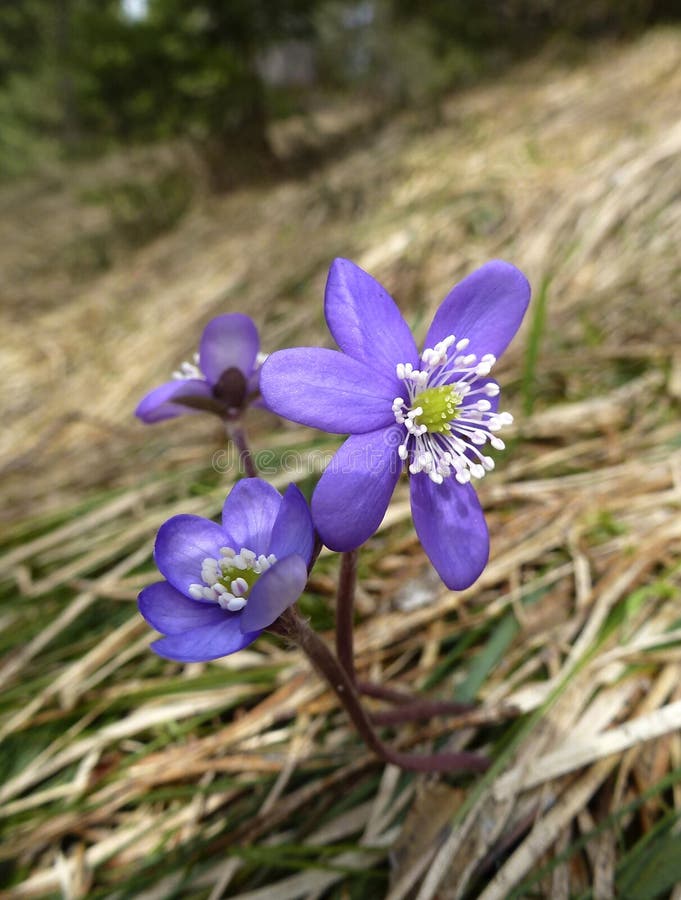 Blue Hepaticas Anemone Hepatica in the Forest Stock Photo - Image of ...